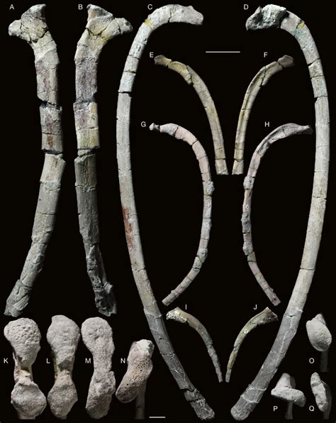 Woznikella Triradiata N Gen N Sp Ribs A B Zpal V 34 1 82 In Download Scientific