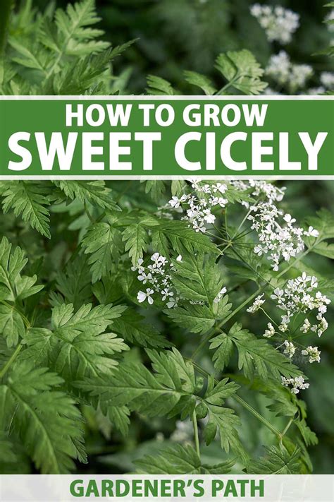 How To Plant And Grow Sweet Cicely Gardeners Path