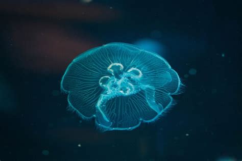 This Jellyfish Can Literally Reverse Its Aging Process