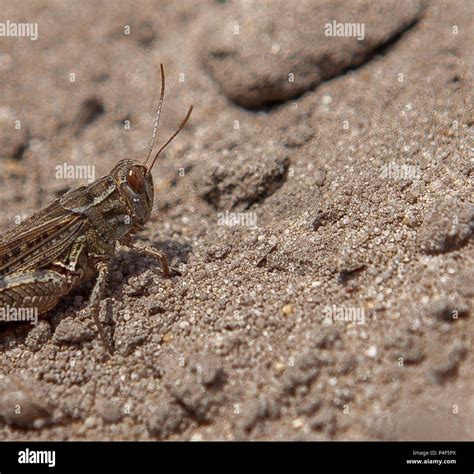 Close Up Portrait Of Grey Woodland Grasshopper On Ground This Grasshopper Is Present In Most Of