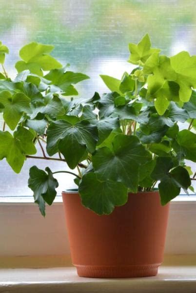 بهترین گل های آپارتمانی ویژه آشپزخانه چیست؟