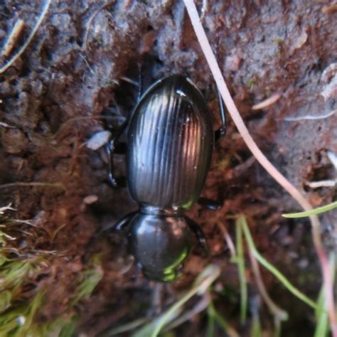 Eurylychnus Sp Genus Predaceous Ground Beetle Naturemapr Australia