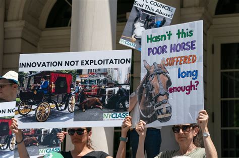 Nyc Central Park Carriage Horse Dies Suddenly Of Colic