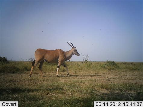 Antelope Detection Object Detection Dataset By Roboflow Workspace