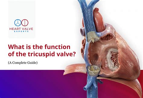 What Is The Function Of The Tricuspid Valve A Complete Guide