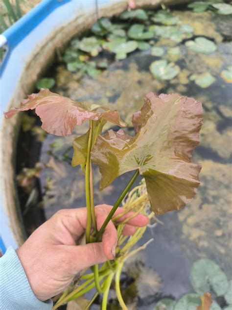Achetez Vos Nuphar Japonica Var Rubra Cycadales