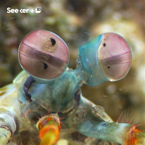An Underwater Camera Inspired By Mantis Shrimp Eyes This Camera Lets