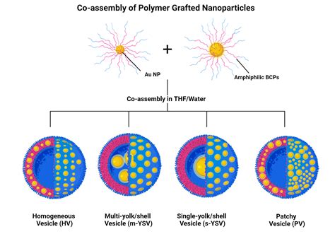 Schematic Illustration Of The Co Assembly Of Binary Mixtures Of Pgnps