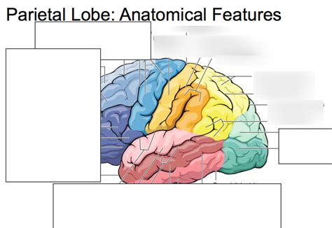 Parietal Anatomical Features Diagram Quizlet
