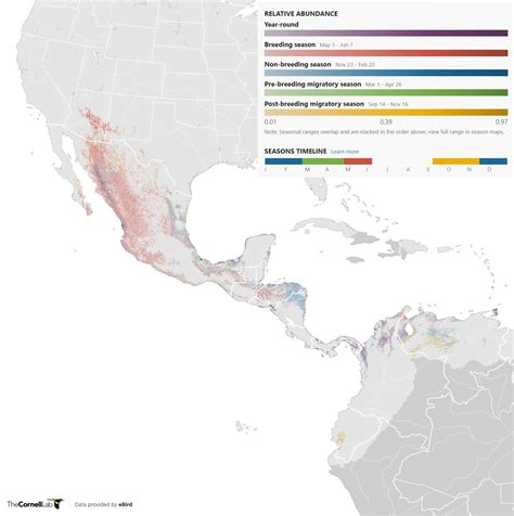 Common Black Hawk Shadetreeimaging