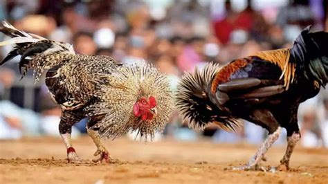 Kodi Pandalu కోడి పందాలలో తిథి నక్షత్రం ప్రకారం ఏ కోడి ఏ ఘడియల్లో