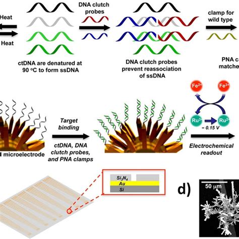 A Schematic Diagram Of The Clutch Probe Strategy For Ctdna Detection