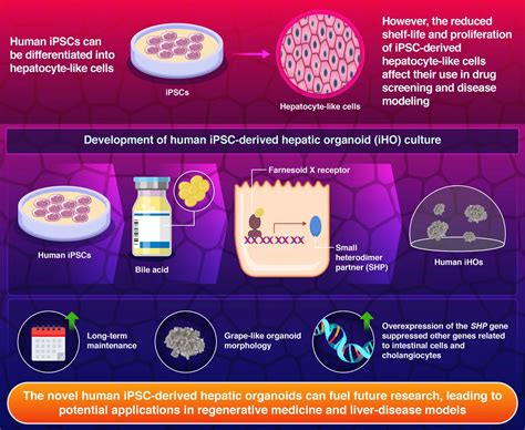 Stem Cell Liver Organoids New Breakthrough Archynewsy