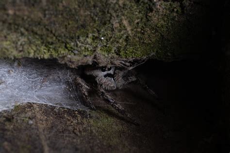 Am I Correct That This Is A P Regius Any Guess On The Sex R Jumpingspiders