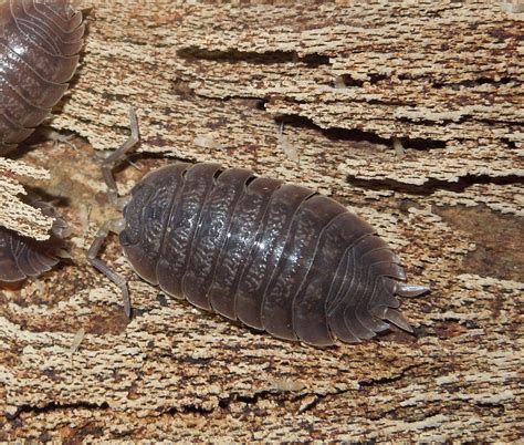 15 Porcellio Dilatatus Giant Canyon Isopod By Junglebox Morphmarket