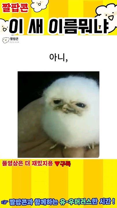 세상 억울하게 생긴 새ㅠㅠ Youtube