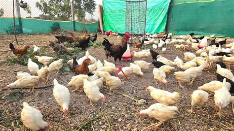 Cockrell Free Range Poultry Farming Youtube