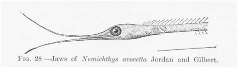 Slender Snipe Eel Facts Diet Habitat And Pictures On Animaliabio