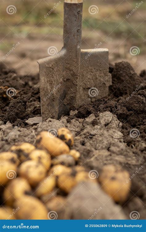 Dig Potatoes In The Garden Under A Shovel Gardening Agriculture