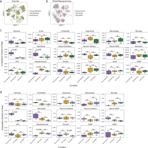 Spatiotemporal Transcriptomic Profiling And Modeling Of Mouse Brain At Single Cell Resolution