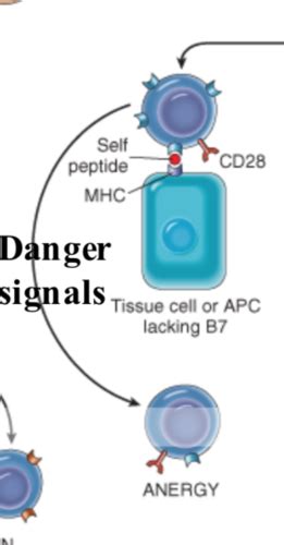Autoimmune Disease I Ii Flashcards Quizlet
