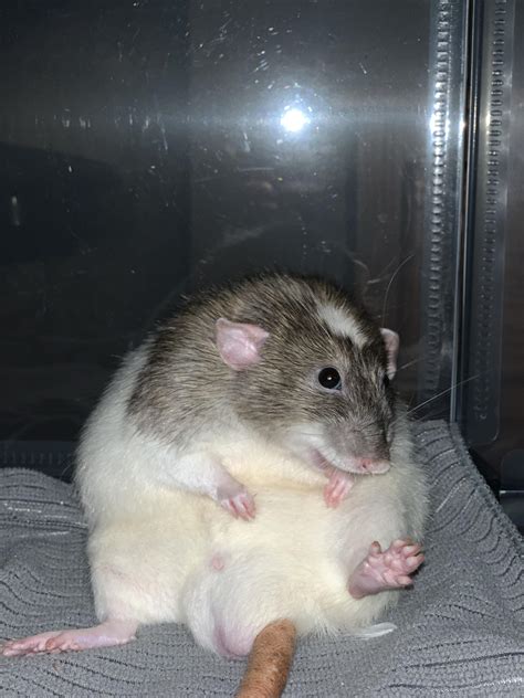 Caption This R Rats