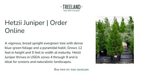 Hetzii Juniper Order Online Treeland Nursery