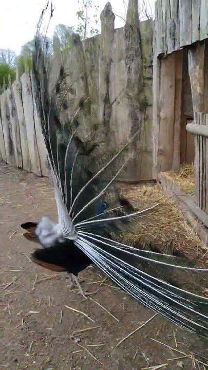 Tsy Mihoatra Lavitra Noho Ny Vorona Va Hianareo Lio 1224 Youtube