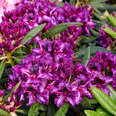 Рододендрон Gunter Dinger C6 H50 60 Купити саджанці Ціна в Україні САД ПОЛТАВИ