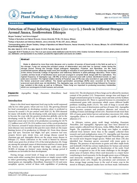 Detection Of Fungi Infecting Maize Zea Mays L Seeds In Different Storages Around Jimma