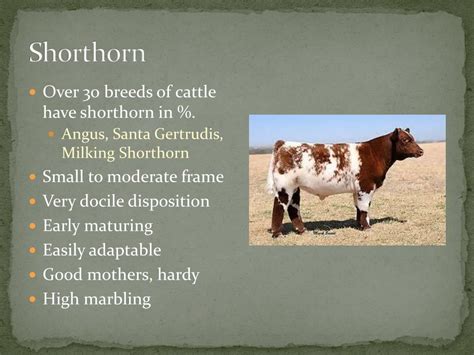 Ppt Breeds Of Cattle Powerpoint Presentation Free Download Id1537143
