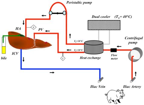Representation Of The Ex Vivo Liver Perfusion Circuit As Described In