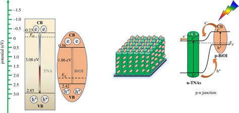 Photoelectrochemical Performance Of Bioitio2 Nanotube Arrays Tnas P N Heterojunction