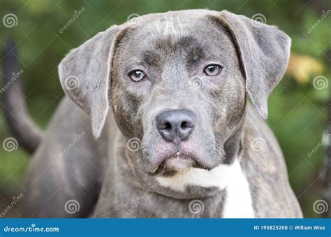 Weimaraner Lab Mix Silver