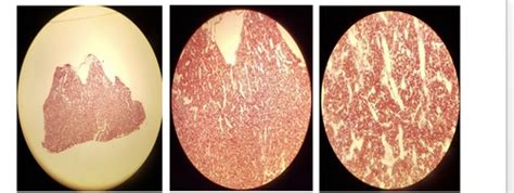 Hormone Histology Flashcards Quizlet