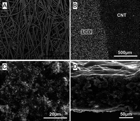 A Sem Image Of The Fibrous Membrane B Sem Image Of The Membrane