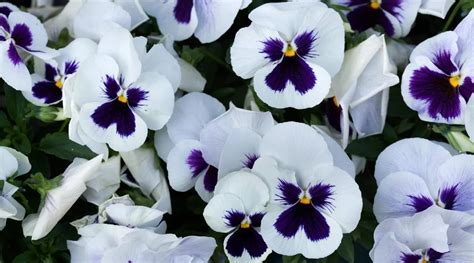 Flowers That Are Black And White