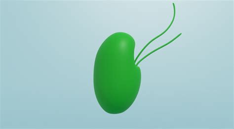 Hemiselmis Amylosa Pandorina