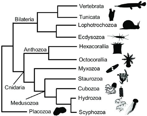 Relationships Of Cnidaria After Zapata Et Al 2015 26 Cnidarians