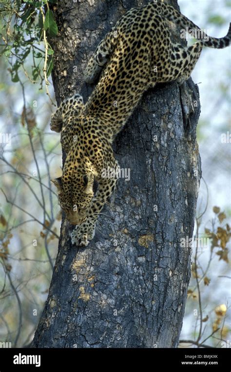 Botswana Moremi Game Reserve Adult Female Leopard Panthera Pardus Climbs Down From Tree In