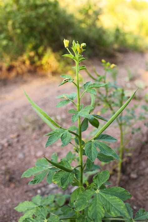 Cleome Viscosa ~ Everything You Need To Know With Photos Videos