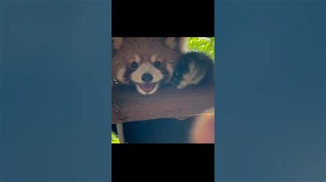 귀여운 레서판다 Youtube