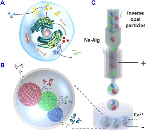 Schematics Of The Preparation Of The Bioinspired Microcapsules A
