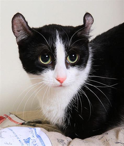 킨카로우 짜리몽땅하고 귀가 접힌 희귀한 고양이 비마이펫 라이프