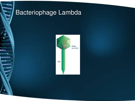 Ppt Restriction Analysis And Digestion Of Lambda Dna Powerpoint Ppt Restriction Analysis And Digestion Of Lambda Dna Powerpoint