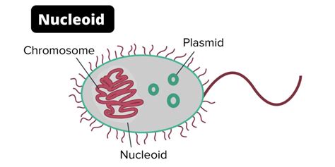 Nucleoid Definition Functions Characteristics Biology Notes Online