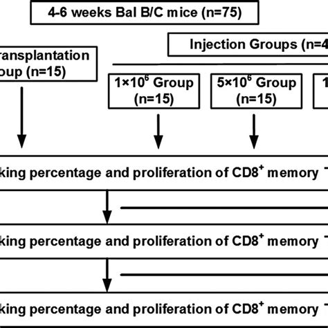 Purification Efficiency Of Cd8⁺ Memory T Cells Dots In The Fourth