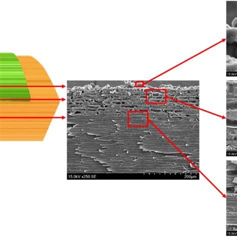 Microstructure Morphology Of The Layer I Layer Ii And Layer Iii