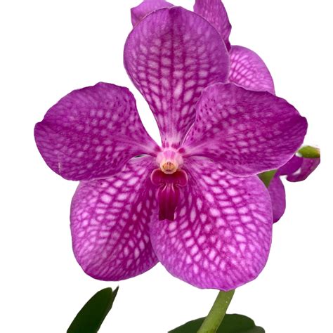 Vanda Nitaya Candy Pink Ansu Floraria Secret Garden Sg