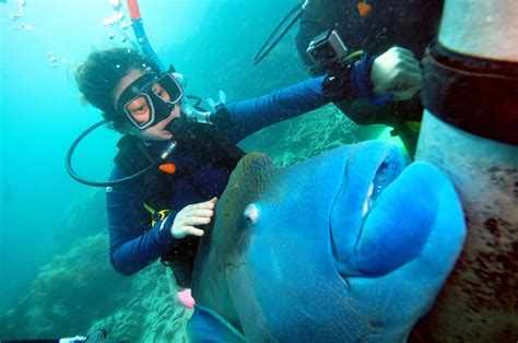 호주트래블 케언즈 케언즈 여행의 필수코스 그레이트베리어리프 선러버크루즈 패키지 줌줌투어 호주 케언즈